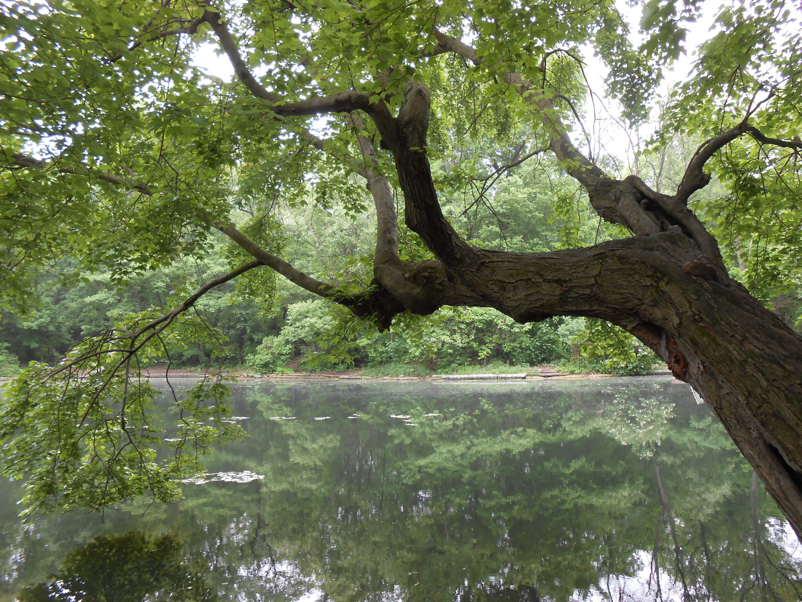 Yin-Yang theory - iDo Holistic Center